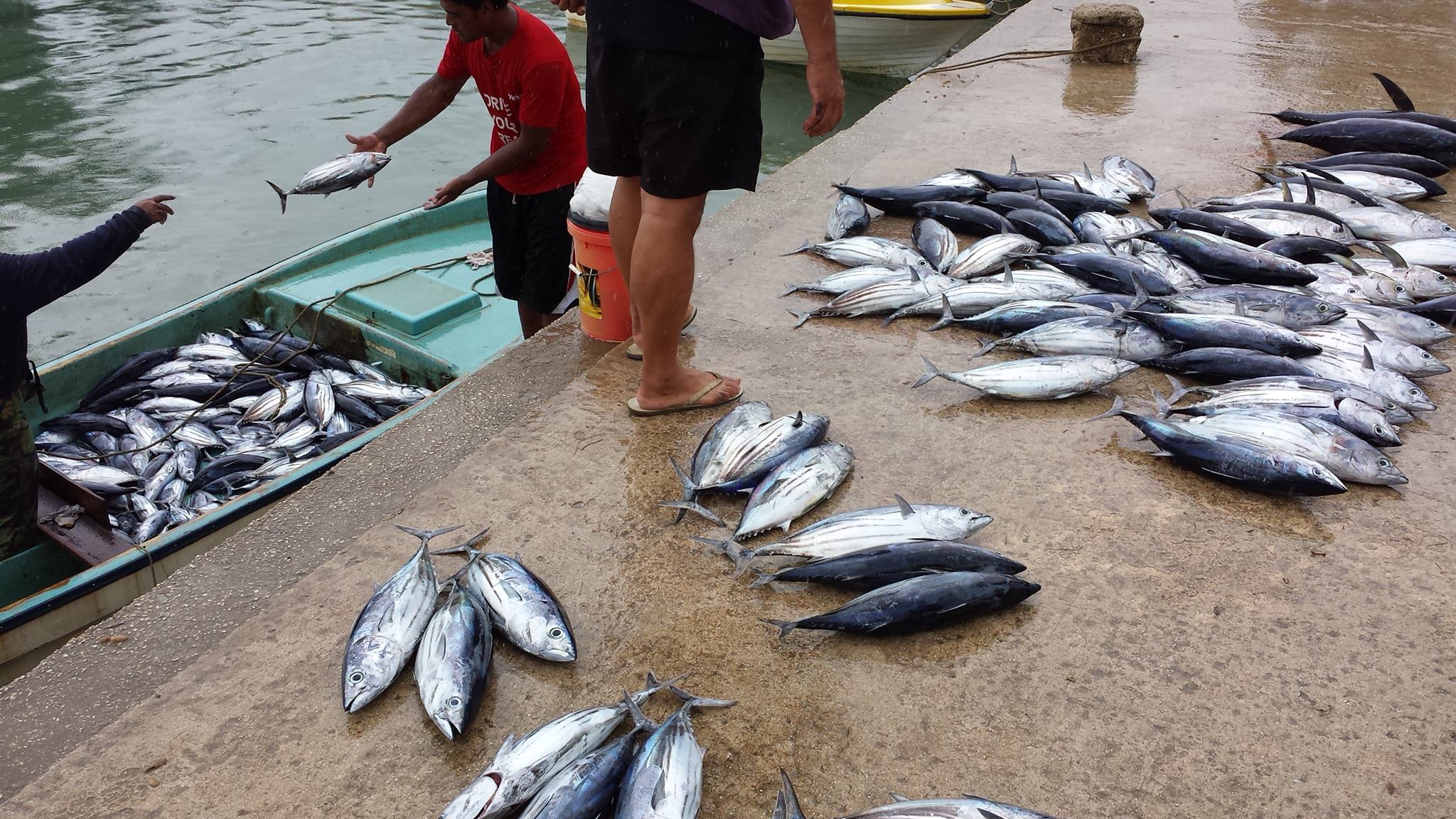Na’e ‘osi kole ke ngaue’aki ngaahi fakatau’anga ika kuo teuteu he pule ...